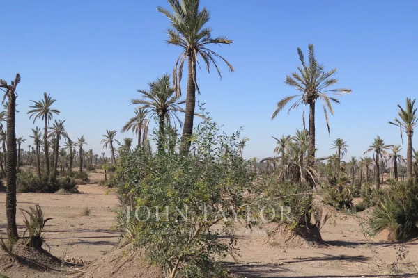 Annonce Vente Terrain constructible Marrakech Palmeraie (40000) ref:V0155MK